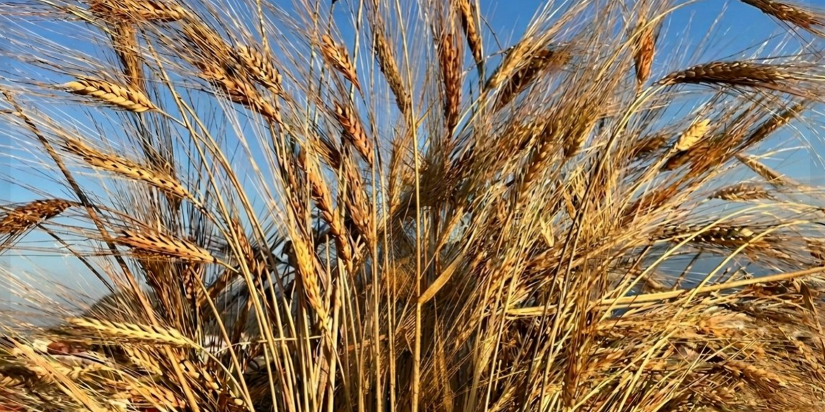 La riscoperta del grano Margherito a Lipari