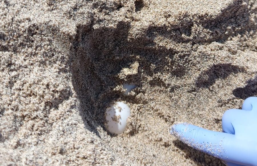 Nuovo nido di tartaruga Caretta caretta al Simeto: attese femmine